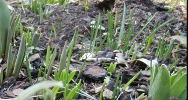 Das Kompostsieb - grobe oder feine Maschen